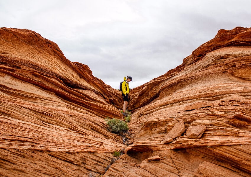 joshua-peacock-262062 | 畜産動物たちに希望を Hope For Animals｜鶏、豚、牛などのアニマルウェルフェア ...