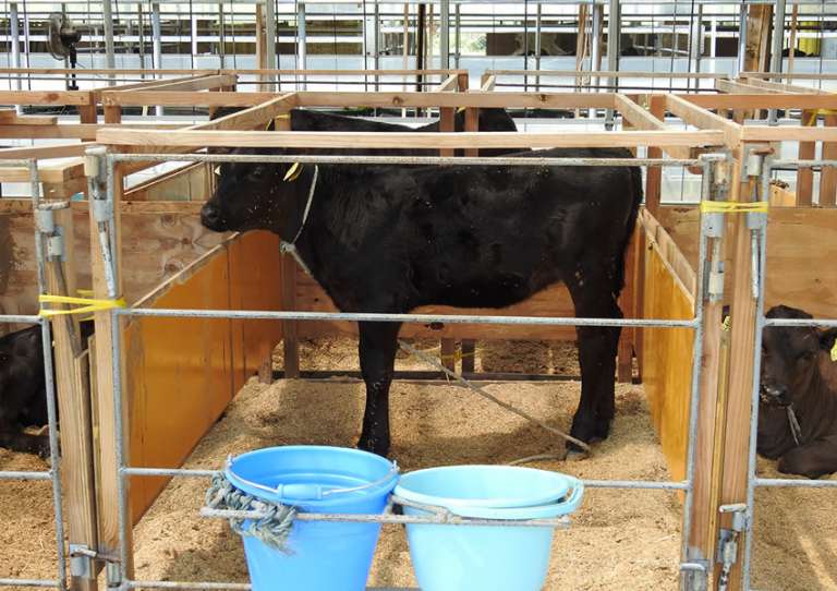 Stop Using Tie-stall Housing System for Rearing Cows – 認定NPO法人アニマルライツセンター
