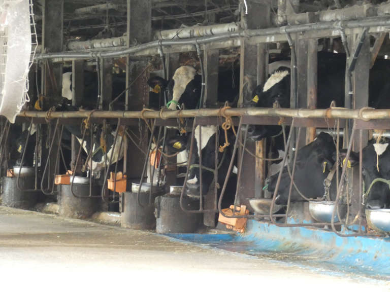 Problems of Dairy Cows in Tie Stall Barns – 認定NPO法人アニマルライツセンター