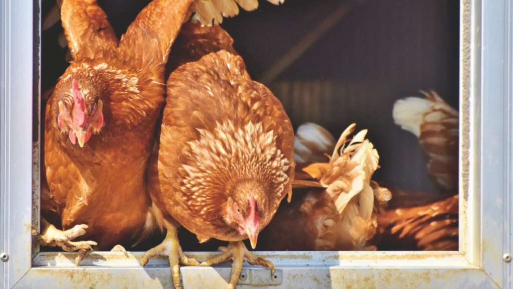 chicken-hen-poultry-rump | 畜産動物たちに希望を Hope For Animals｜鶏、豚、牛などのアニマルウェル ...