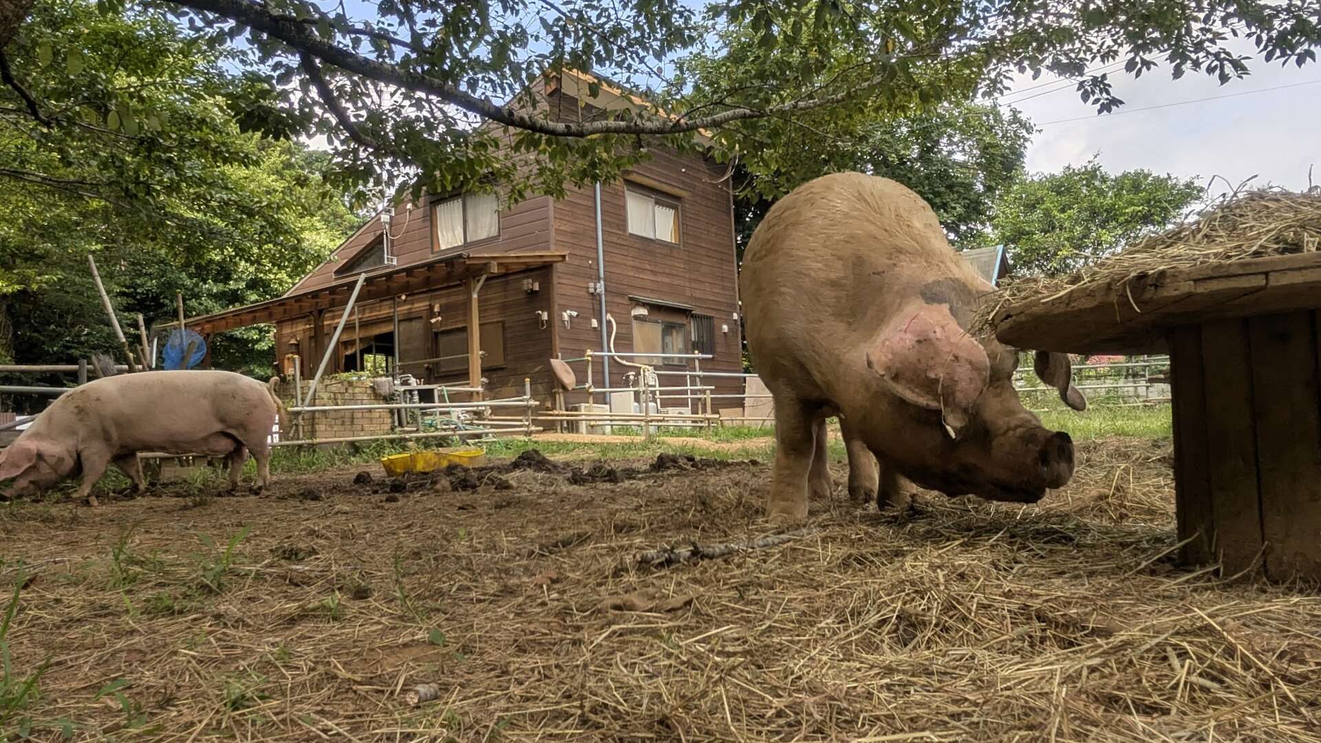 アニマルライツヴィレッジ：アニマルウェルフェア基準| 畜産動物たちに希望を Hope For Animals｜鶏、豚、牛などのアニマルウェルフェア、ヴィーガンの情報サイト